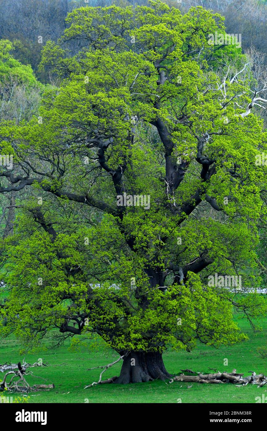 Pedunculate oak (Quercus robur) portrait, Berkshire, England, UK, April ...