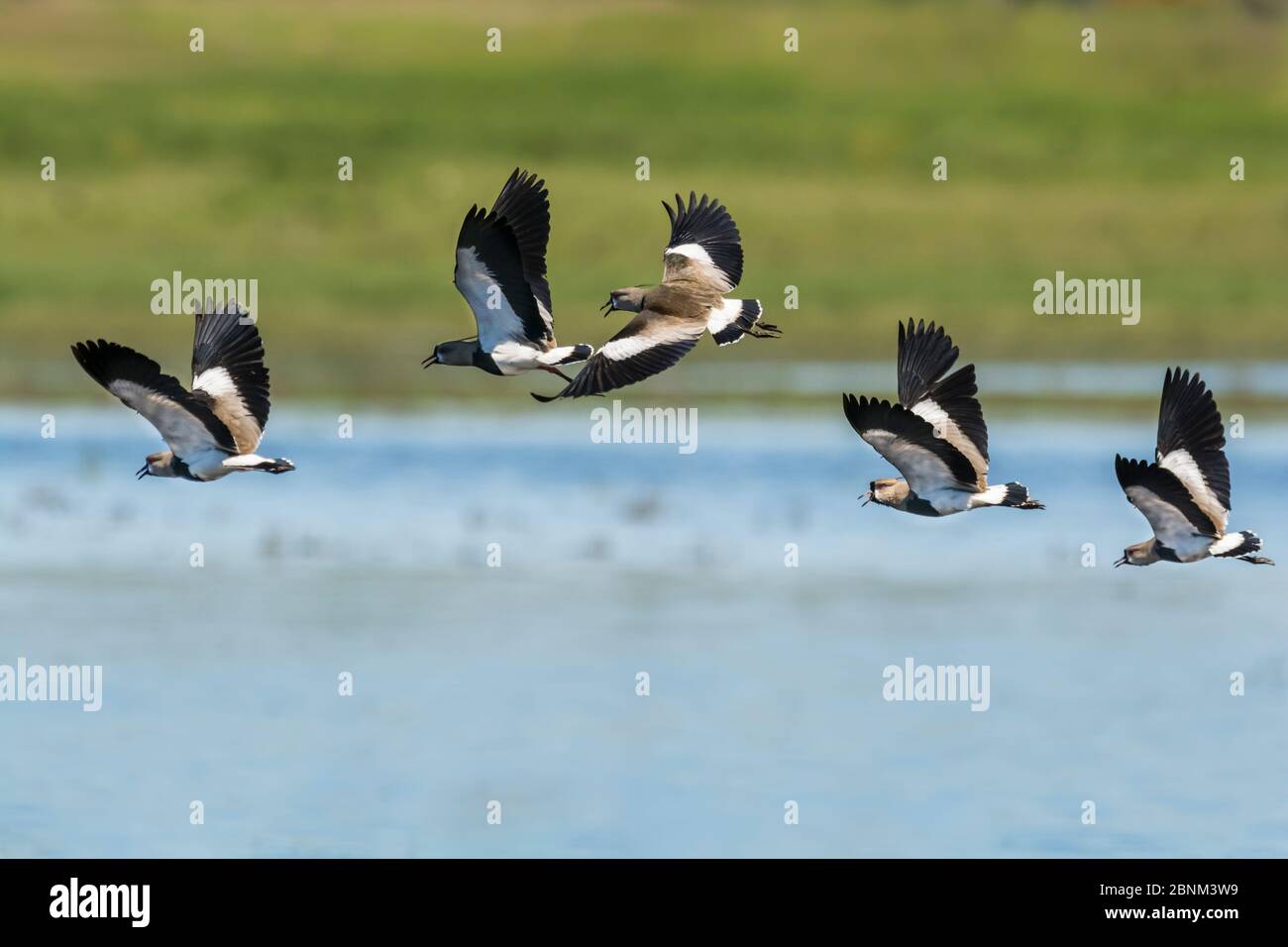 Southern lapwing 1+Vanellus chilensis+2 synchronized courtship display ...
