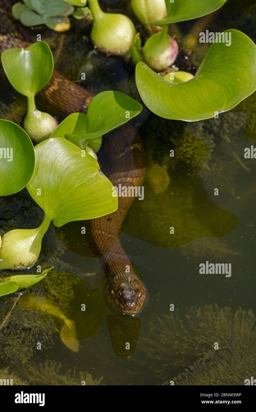 Natrix sipedon hi-res stock photography and images - Alamy