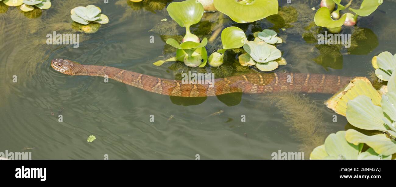 Natrix Sipedon High Resolution Stock Photography and Images - Alamy
