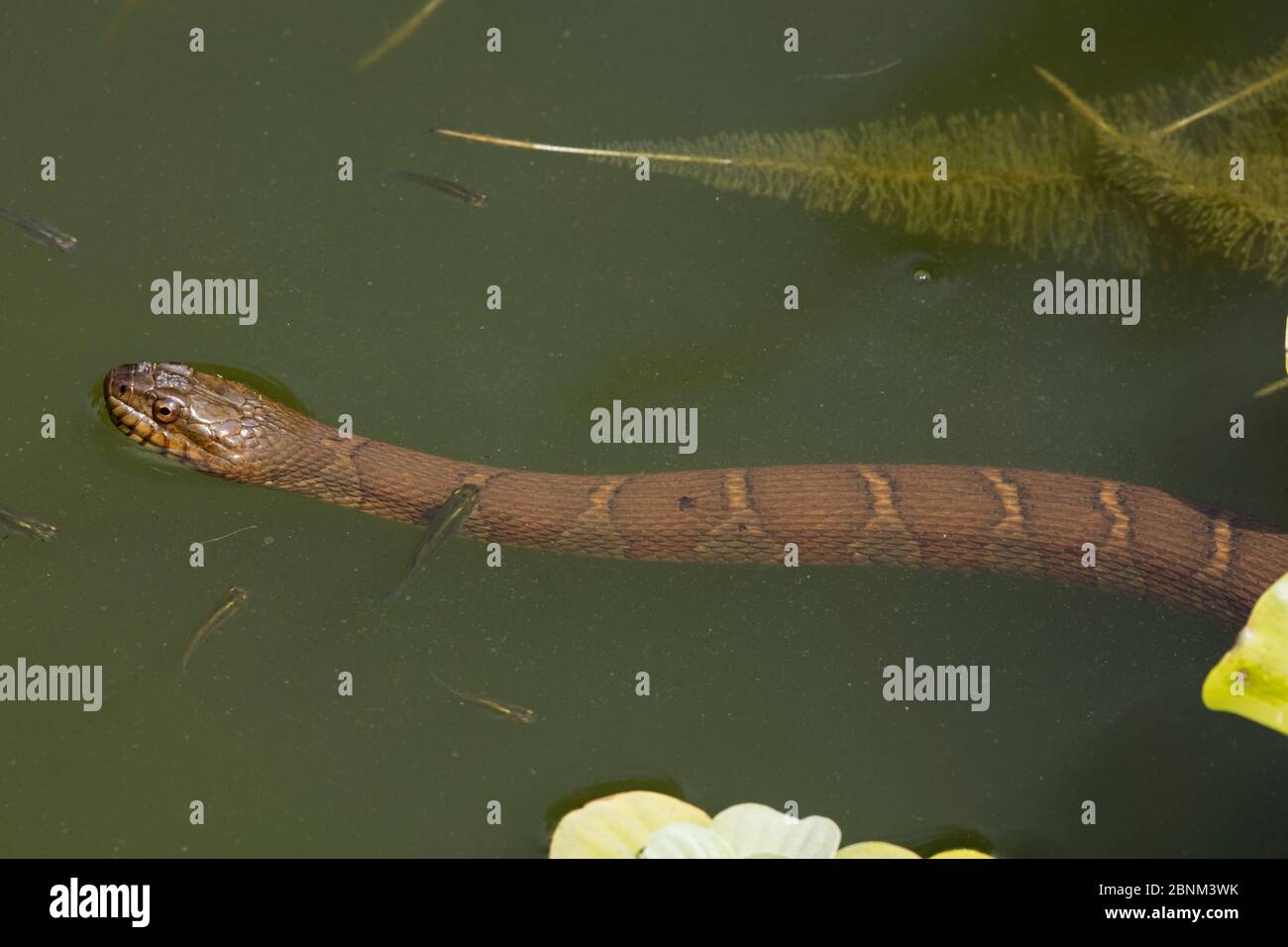 Northern water snake nerodia sipedon hi-res stock photography and ...