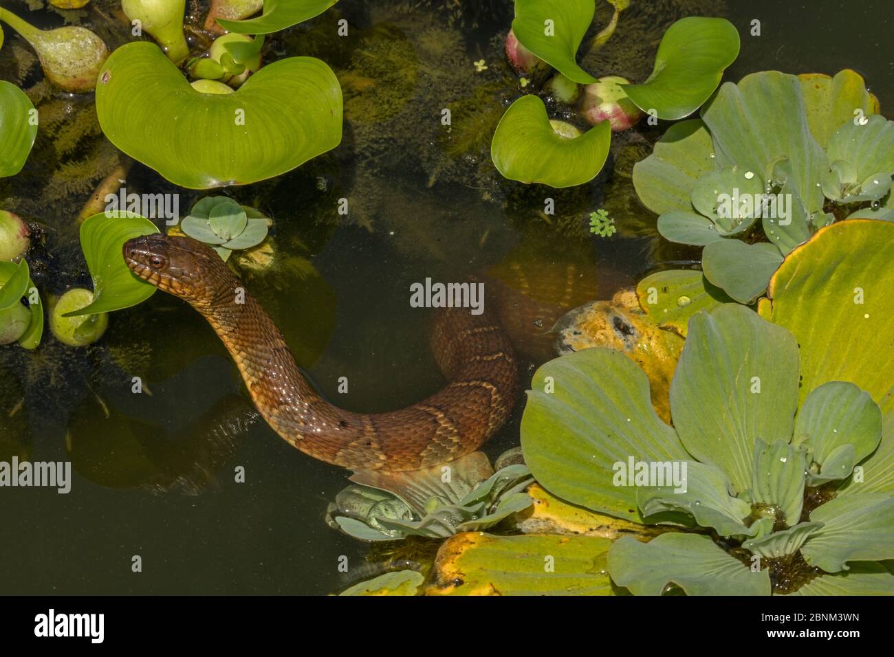 Northern water snake nerodia sipedon hi-res stock photography and ...