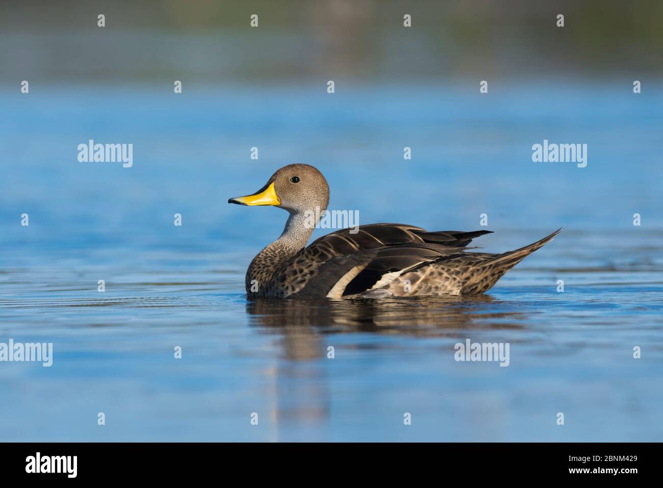 Yellow-billed pintail, (Anas georgica) on water, La Pampa, Argentina ...