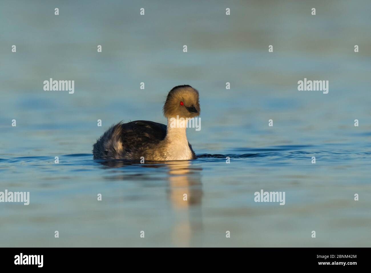 Silvery grebe (Podiceps occipitalis) on water, La Pampa, Argentina ...