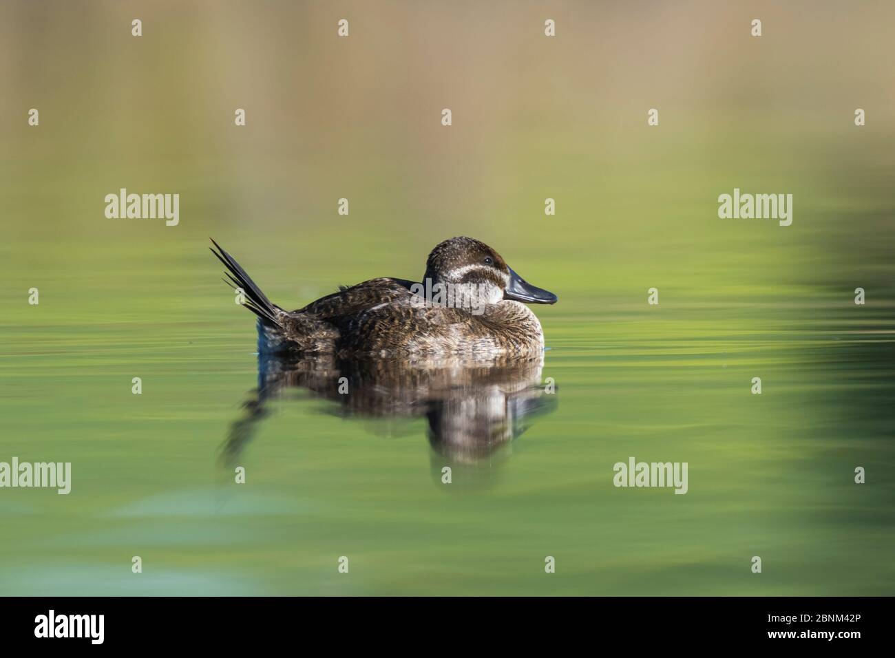 Lake duck (Oxyura vittata) female, La Pampa, Argentina Stock Photo - Alamy