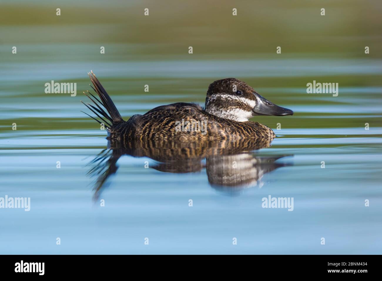 Argentine lake duck hi-res stock photography and images - Alamy