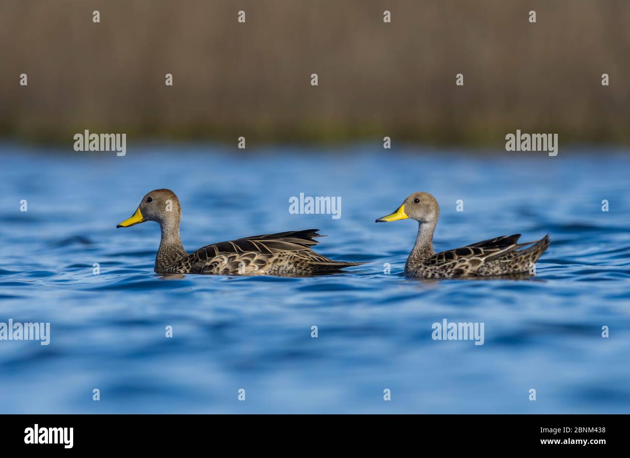 Yellow-billed pintail, (Anas georgica) two on water, La Pampa ...