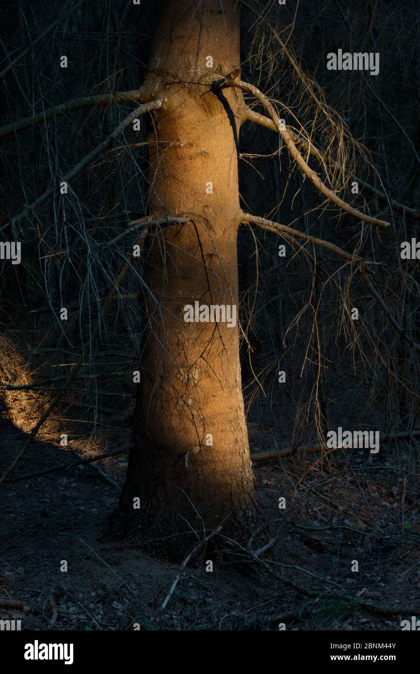 Spooky tree, tree in dark forest, illuminated by the last sunrays Stock ...