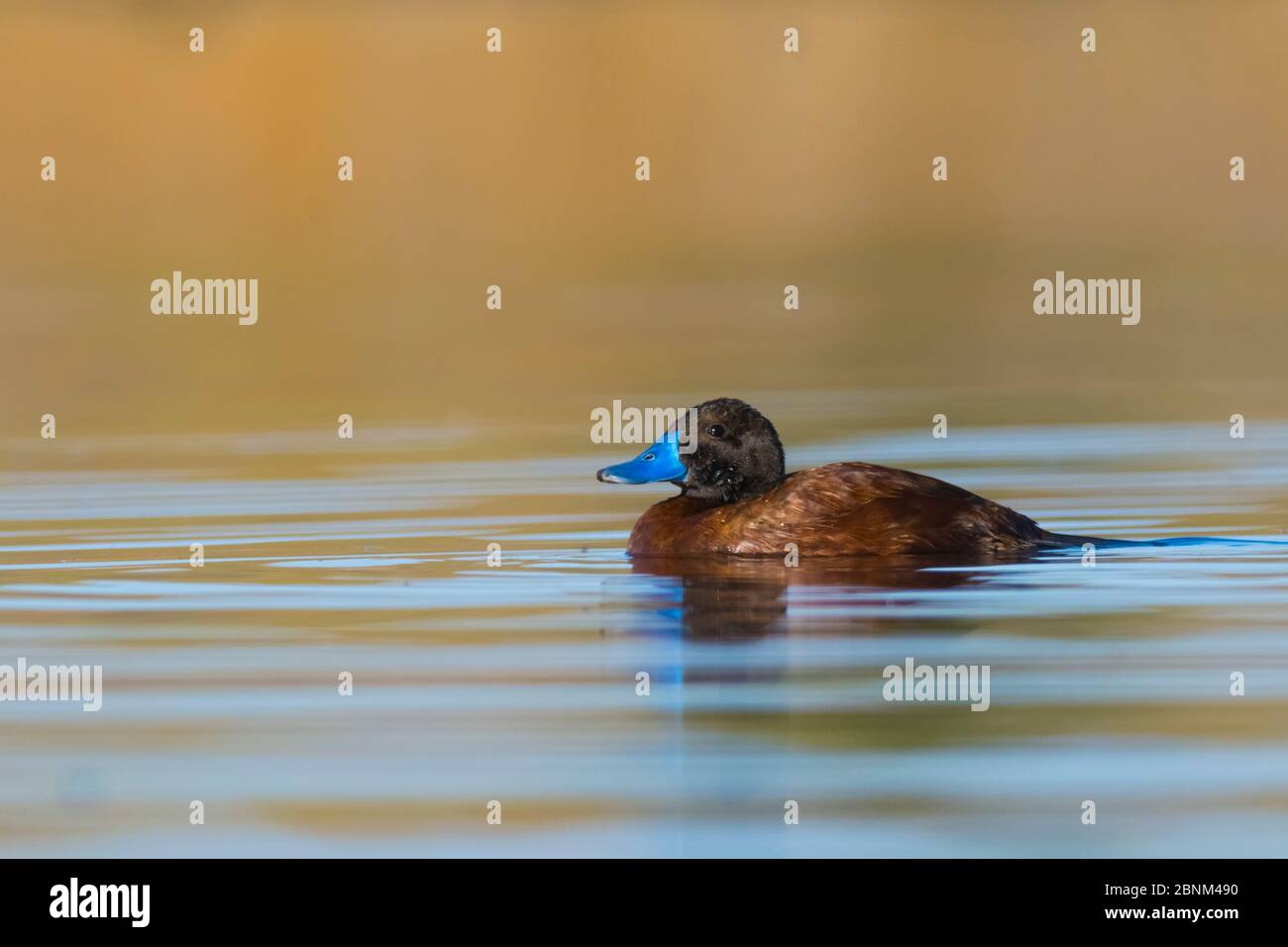 Lake duck oxyura vittata hi-res stock photography and images - Alamy