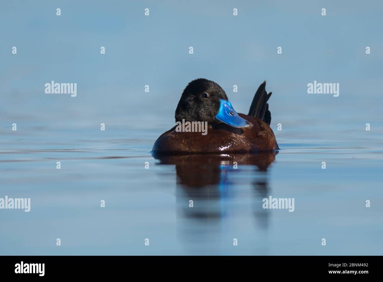 Lake duck oxyura vittata hi-res stock photography and images - Alamy