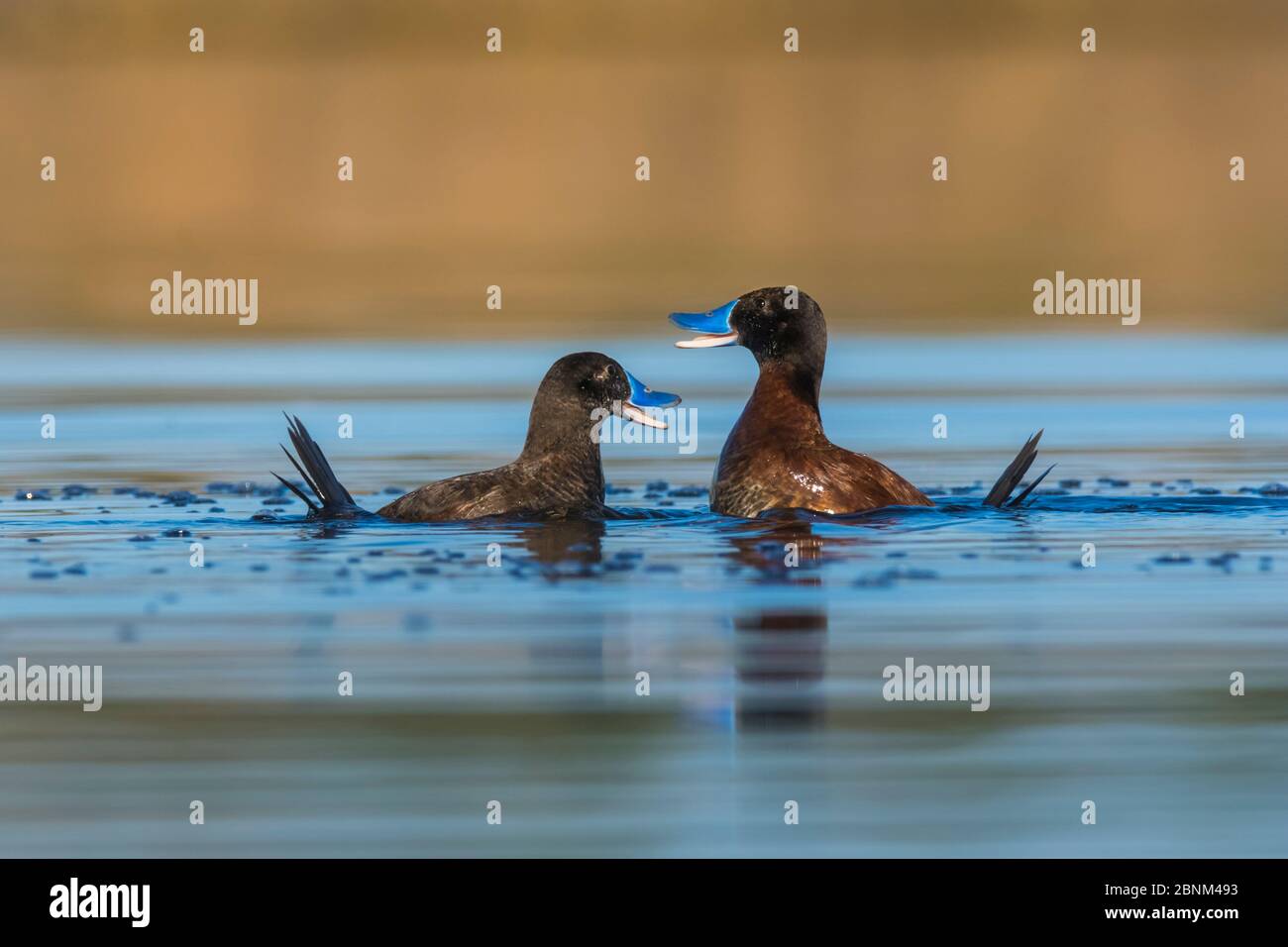 Argentine lake duck hi-res stock photography and images - Alamy