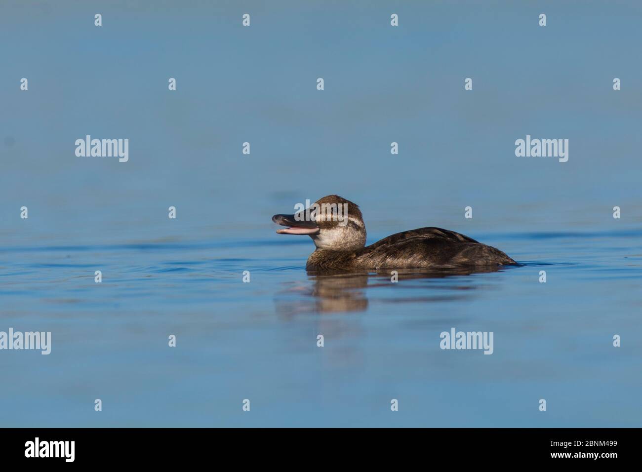 Argentine lake duck hi-res stock photography and images - Alamy