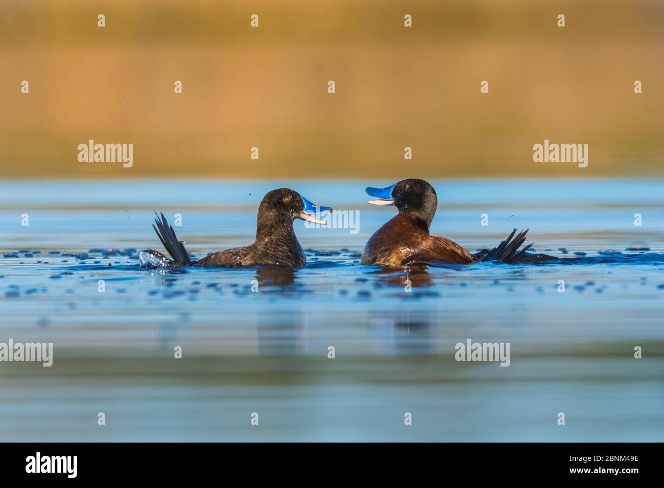 Argentine lake duck hi-res stock photography and images - Alamy