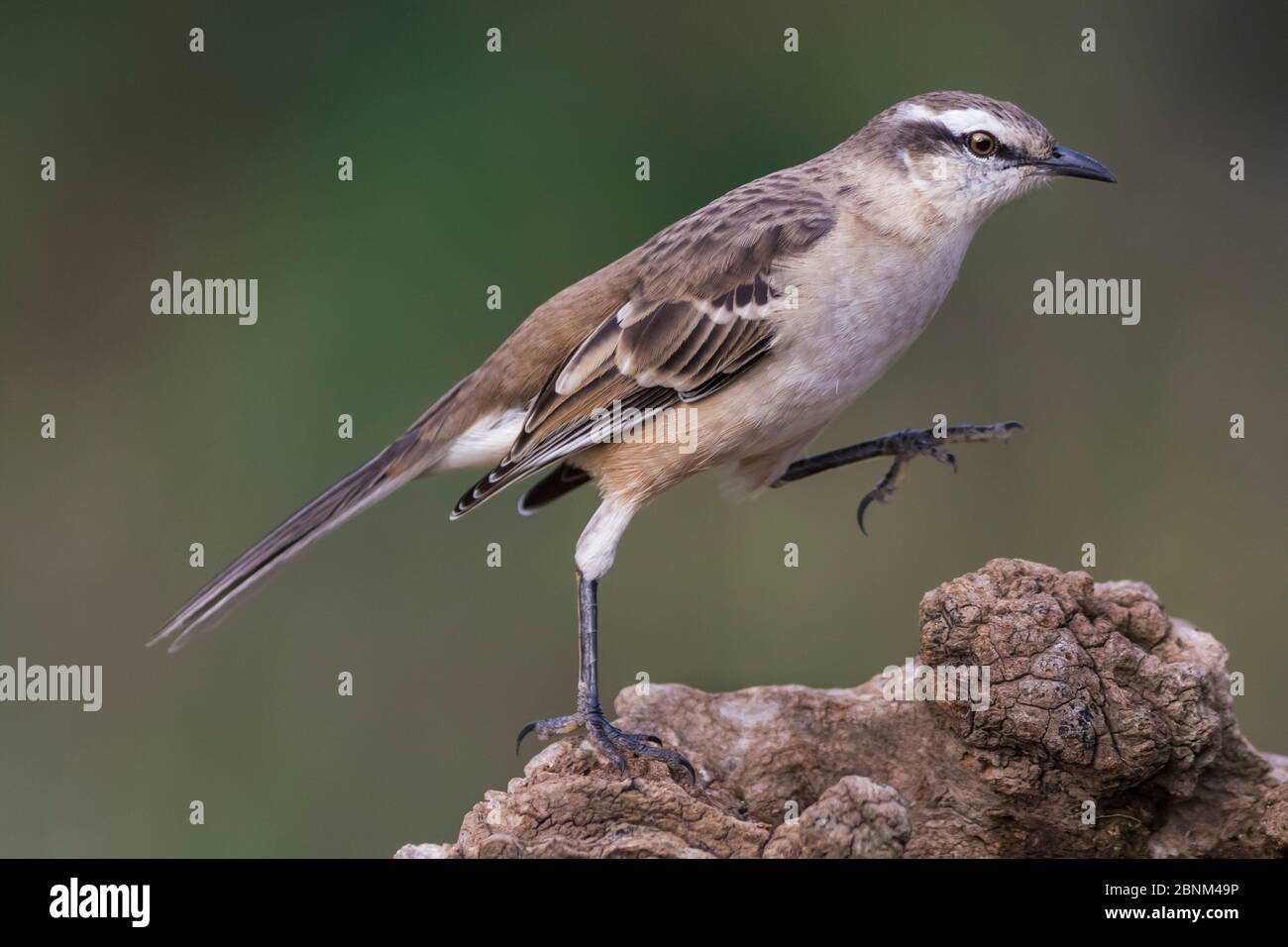 White-banded mockingbird, (Mimus triurus) walking, Calden Forest, La ...