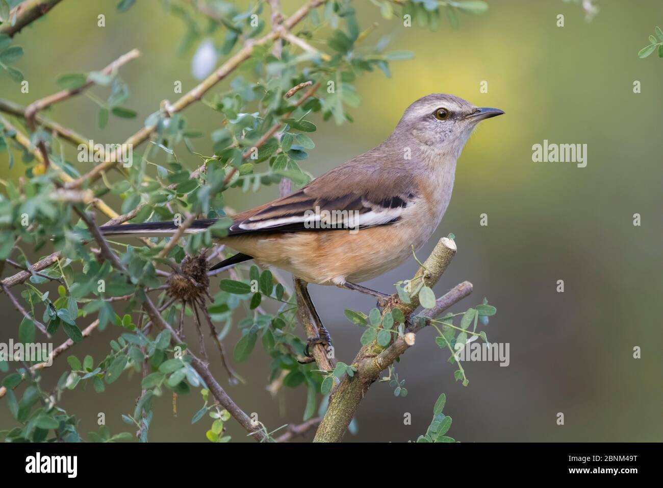 White-banded mockingbird, (Mimus triurus), Calden Forest, La Pampa ...