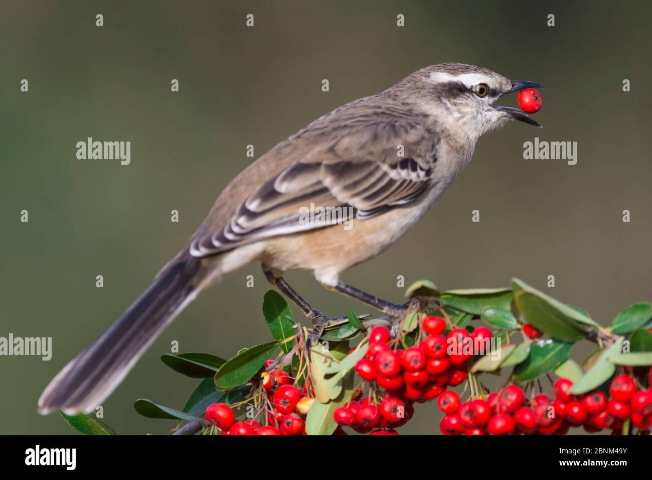 White-banded mockingbird, (Mimus triurus) feeding on berries. Calden ...