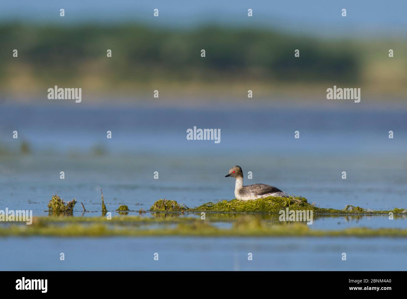 Silvery grebe (Podiceps occipitalis) nesting, La Pampa, Argentina Stock ...