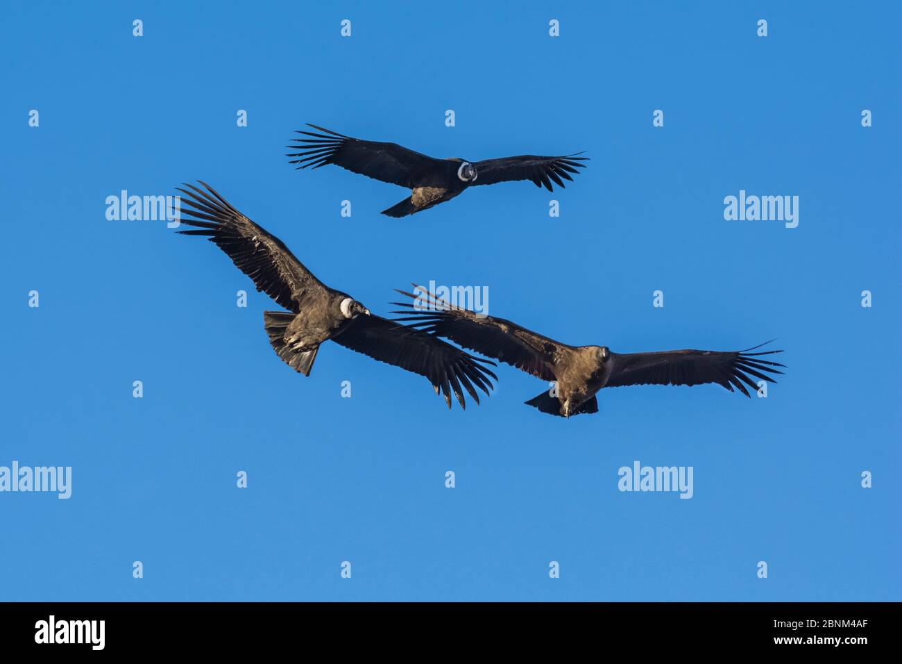 Andean condors (Vultur gryphus) in flight, Torres del Paine National ...