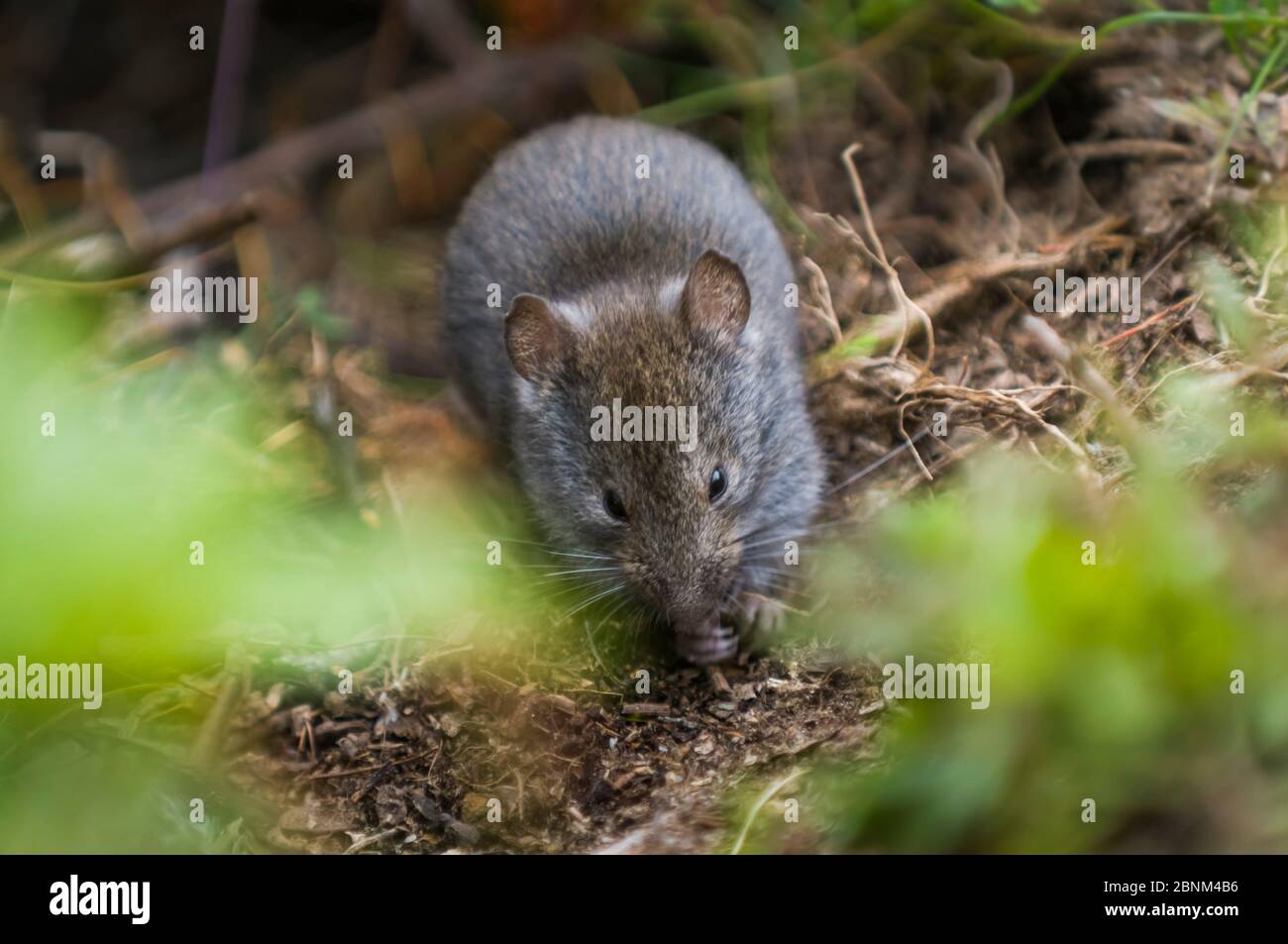 Long haired grass mouse hi-res stock photography and images - Alamy