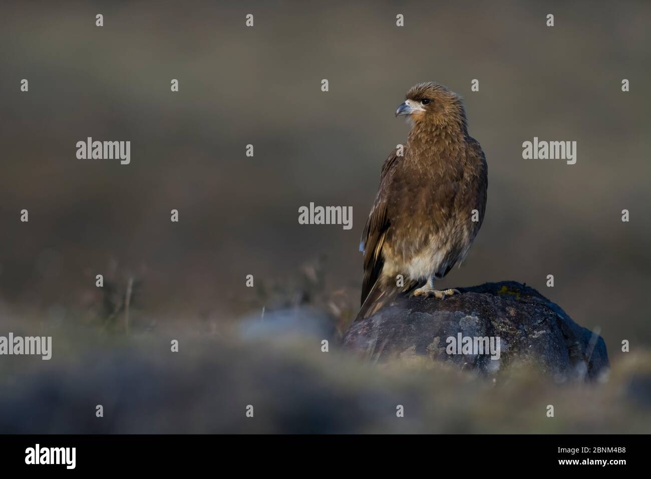 Megaloptera hi-res stock photography and images - Alamy