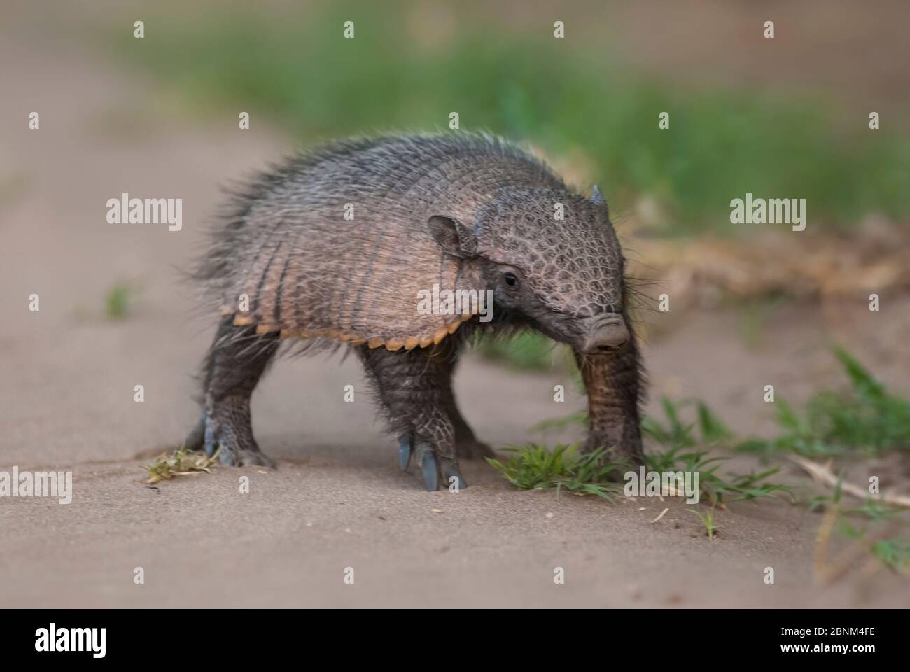 Big hairy armadillo (Chaetophractus villosus), La Pampa, Argentina ...