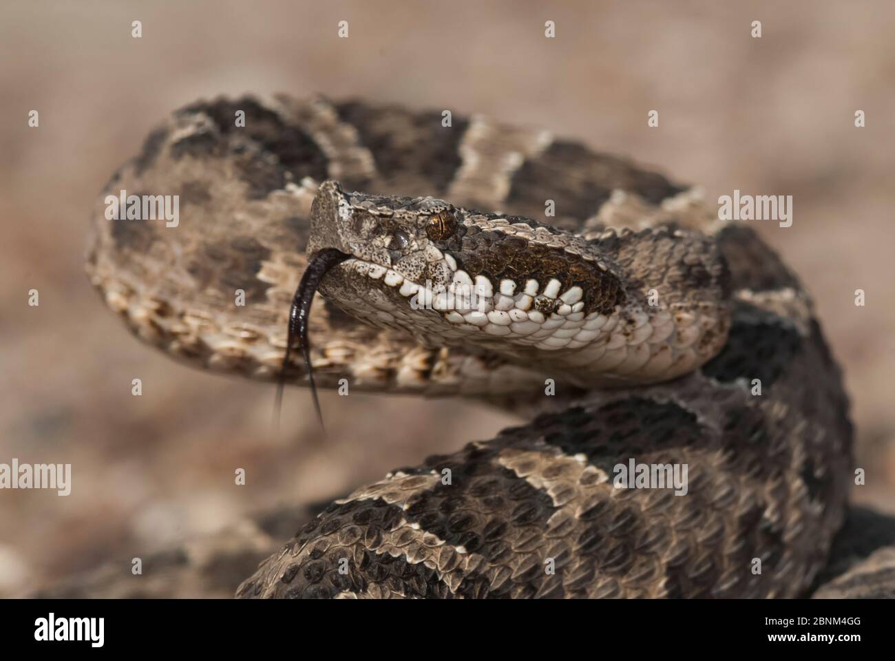 Patagonian lancehead snake hi-res stock photography and images - Alamy