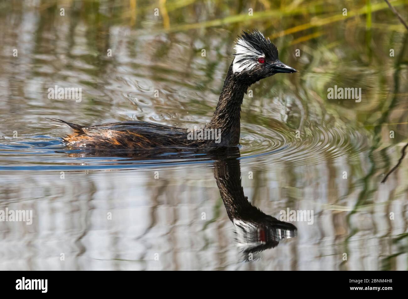 White-tufted grebe (Rollandia rolland) on water, La Pampa, Argentina ...