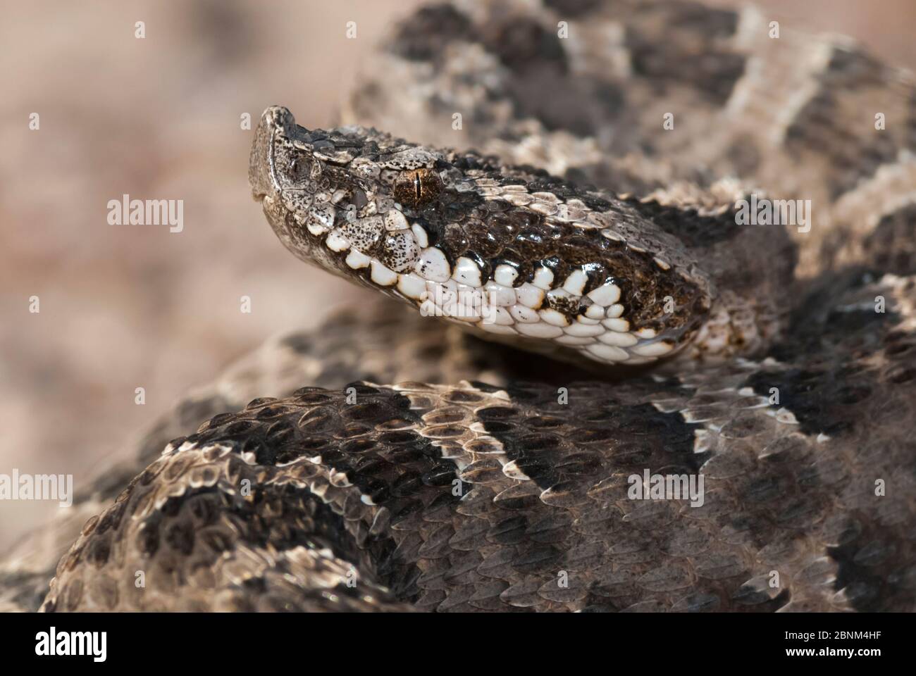 Patagonian lancehead snake (Bothrops ammodytoides) portrait, Lihue ...