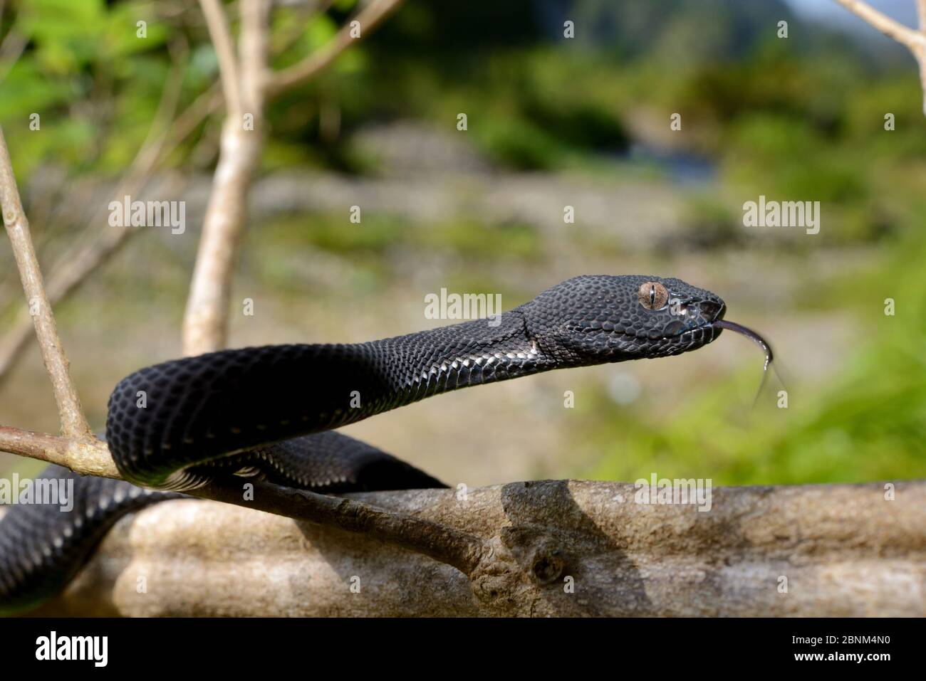 Mangrove pit viper (Trimeresurus purpureomaculatus) in tree ...