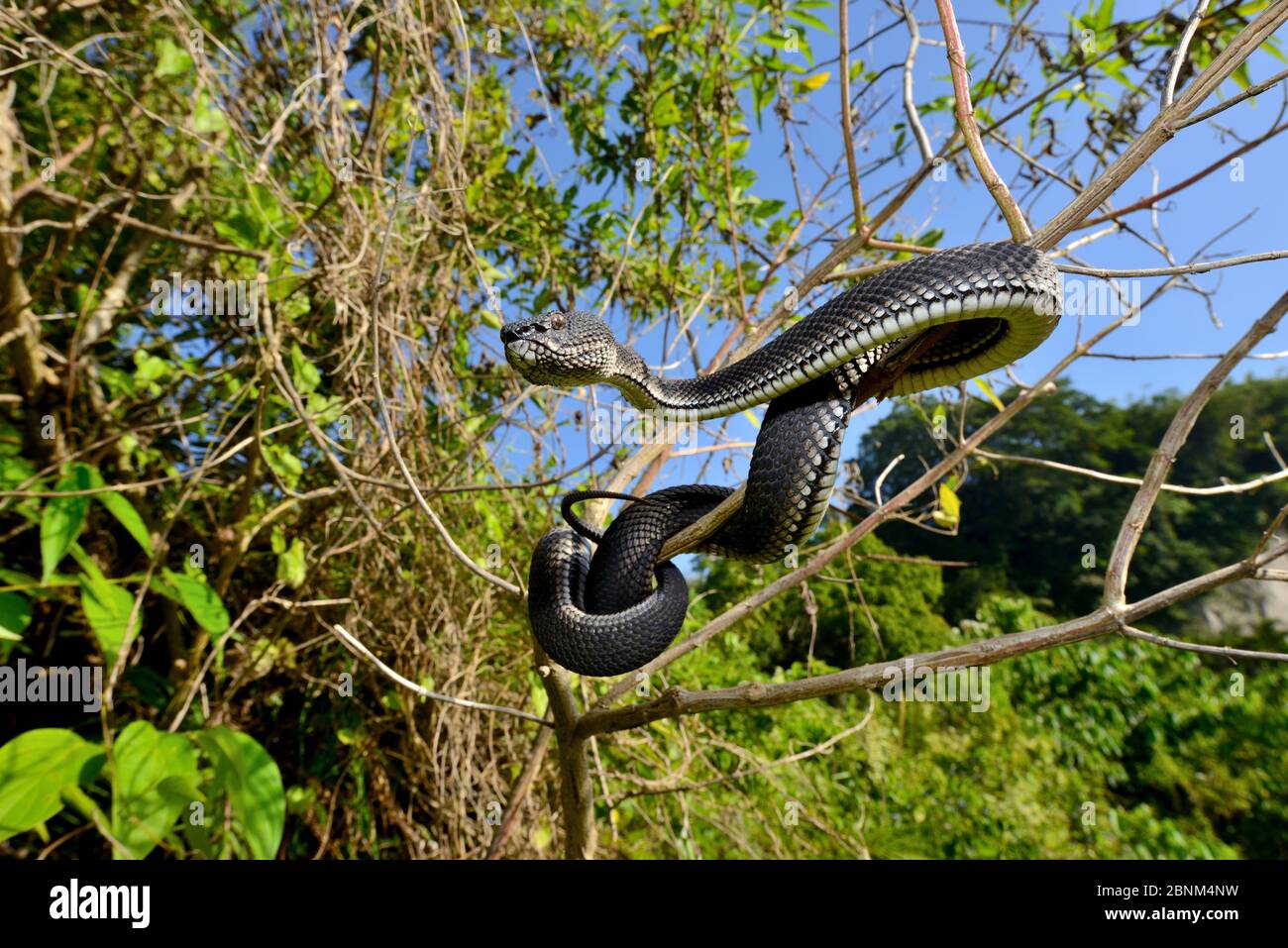 Mangrove pit viper (Trimeresurus purpureomaculatus) in tree ...