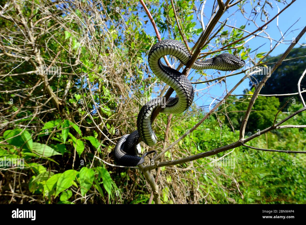 Mangrove pit viper (Trimeresurus purpureomaculatus) in tree ...