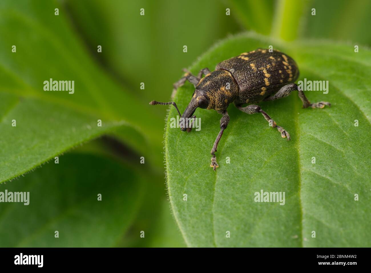 Weevil beetle on a green leaf hi-res stock photography and images - Alamy