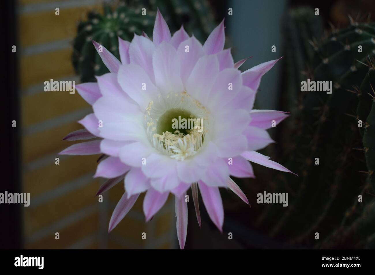 24 hour cactus hi-res stock photography and images - Alamy