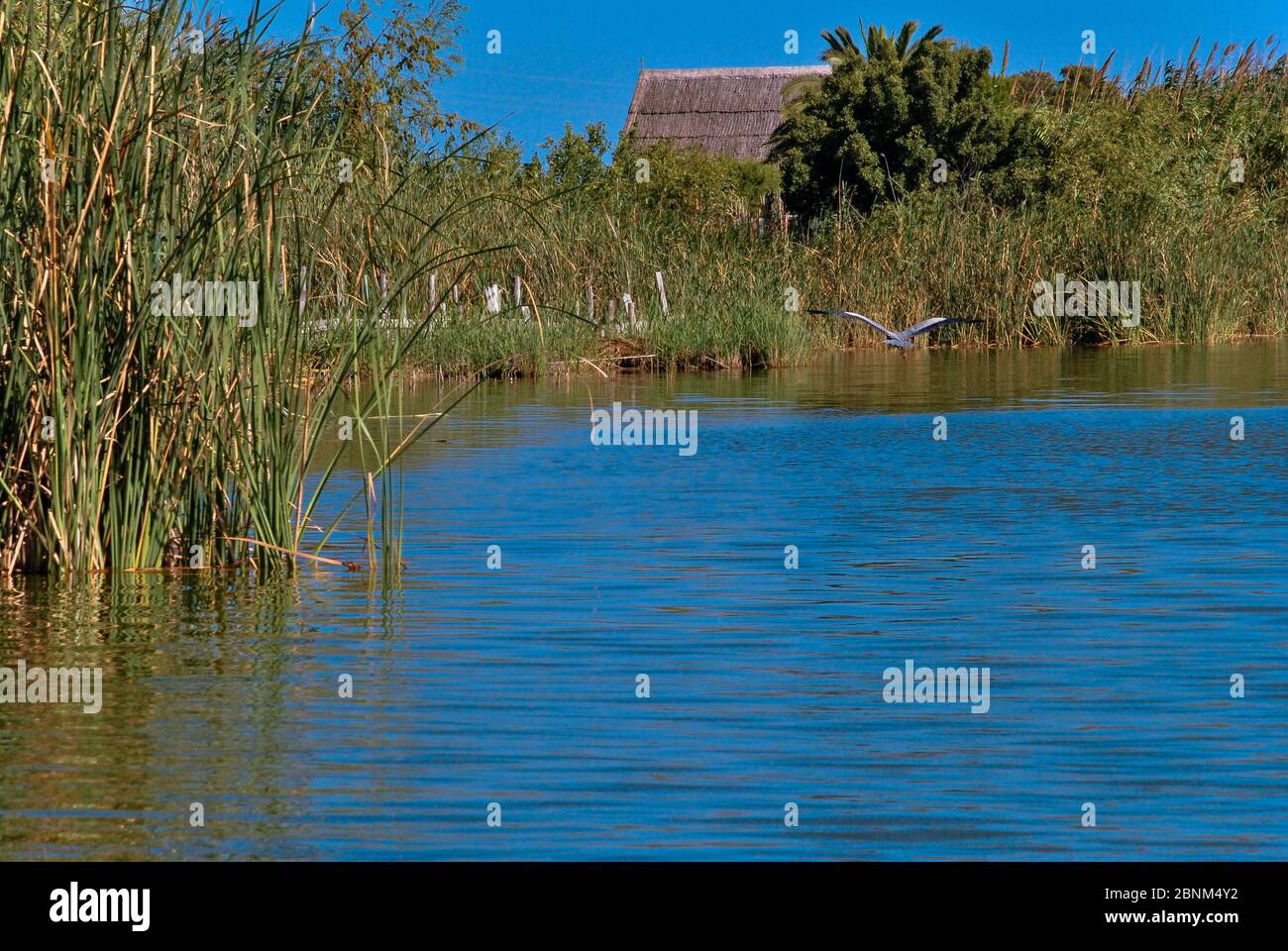 Birds flying in the lake and reeds, Reflexes Stock Photo - Alamy