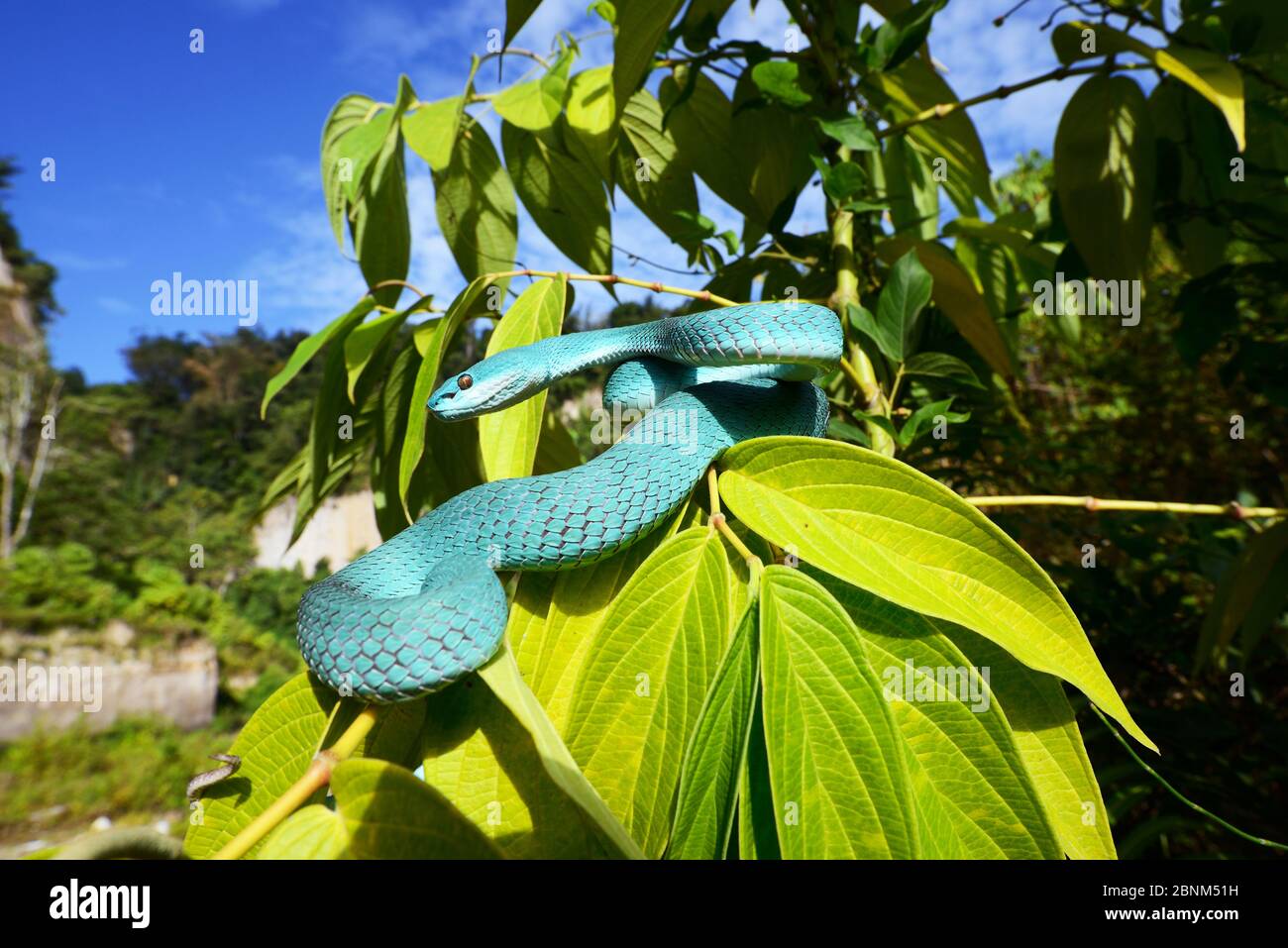 Sunda island pitviper (Trimeresurus insularis) in tree, Komodo Island ...