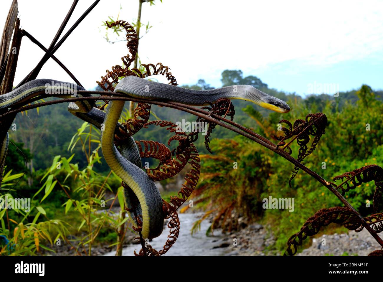 Orthriophis taeniurus grabowski hi-res stock photography and images - Alamy