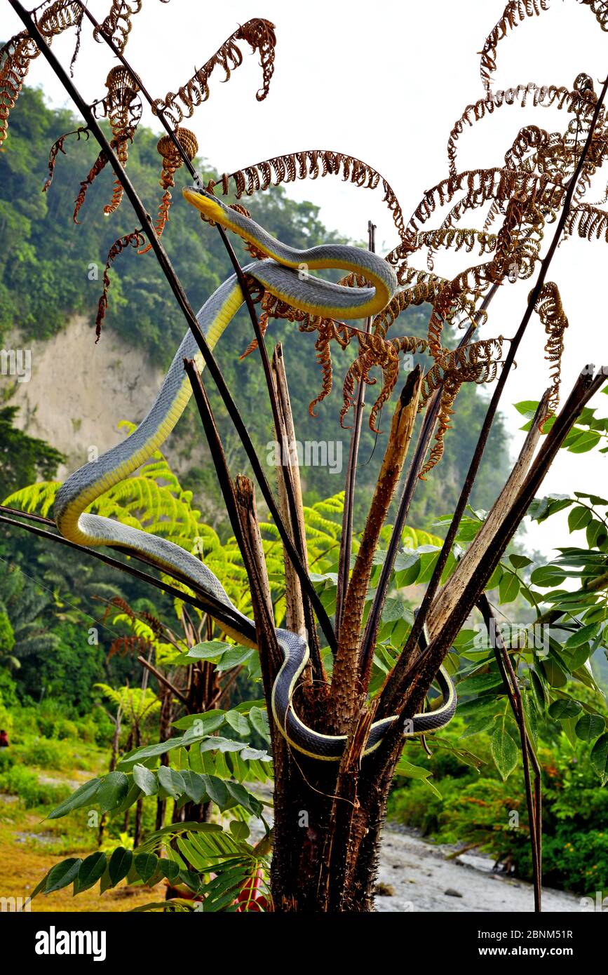 Sumatran ratsnake (Orthriophis taeniurus grabowskyi) Sumatra ...