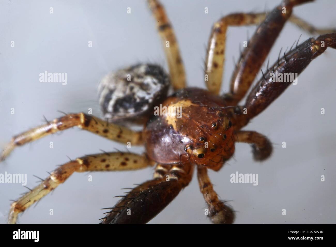 Super close up with face and eye details of male Xysticus lanio (Red ...
