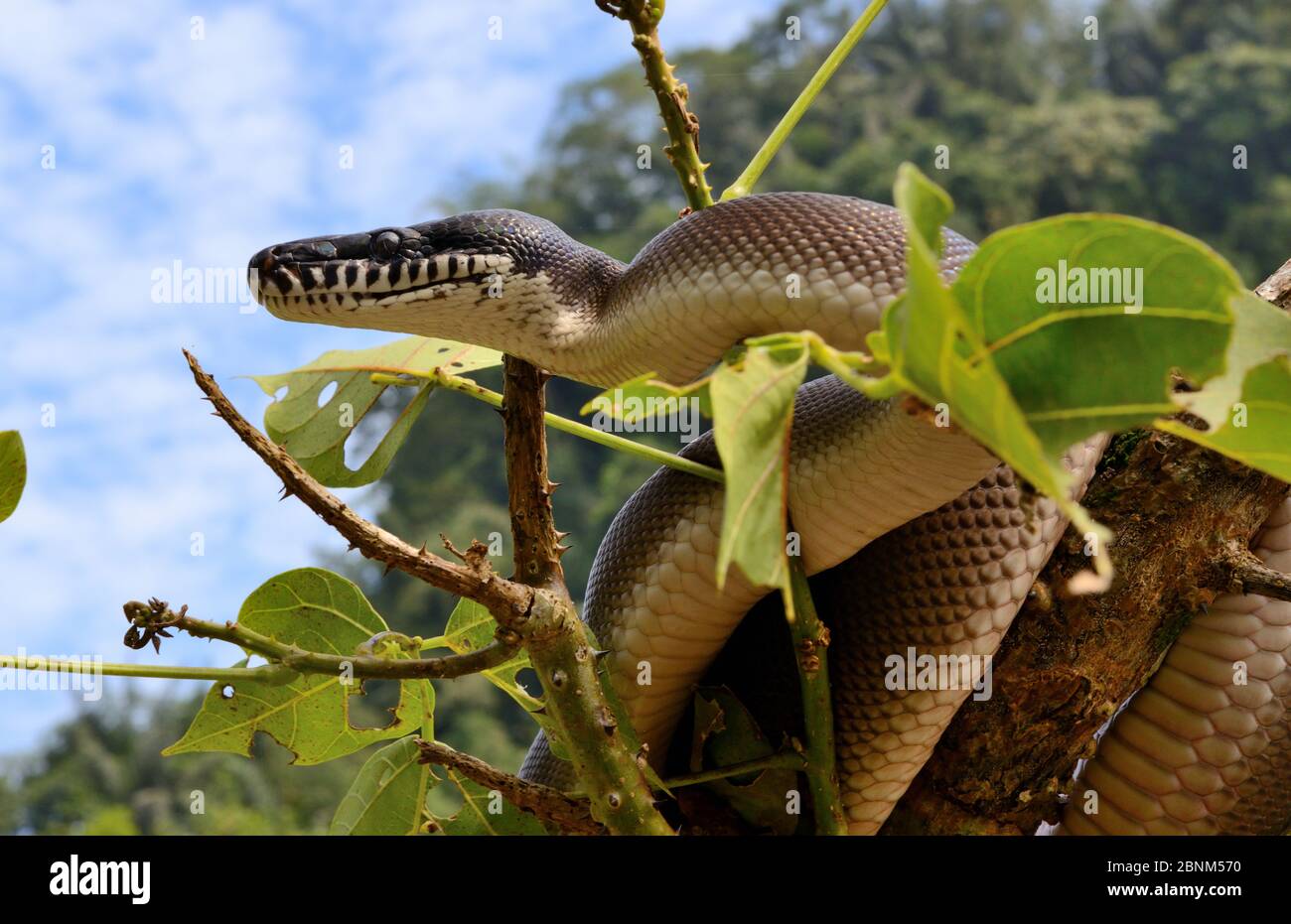 Liasis albertisii hi-res stock photography and images - Alamy