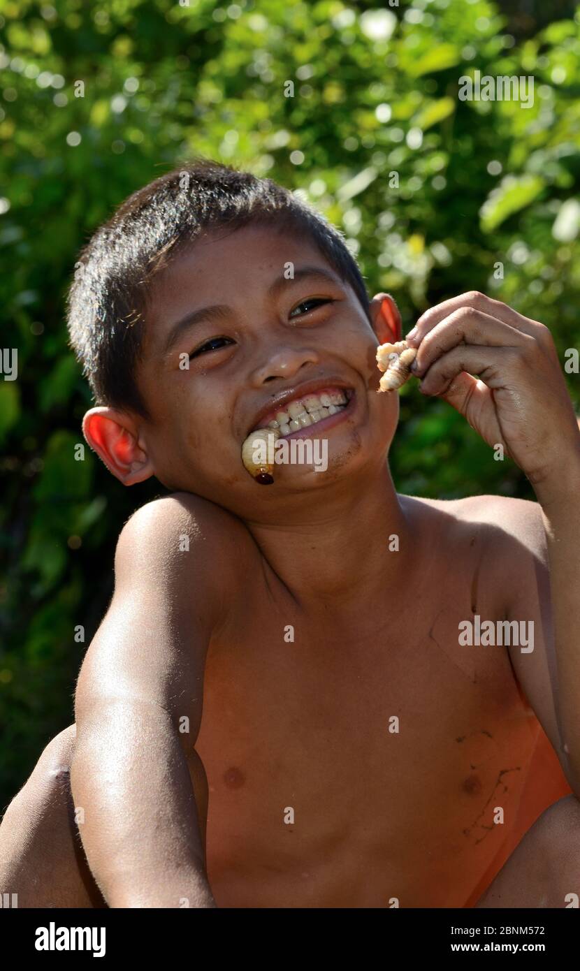 Mentawai child eating edible beetle larvae (Cerambycidae) from wood ...
