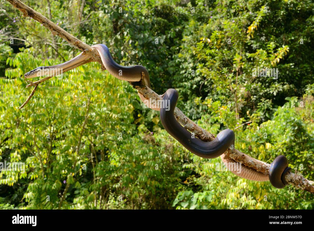 Liasis albertisii hi-res stock photography and images - Alamy