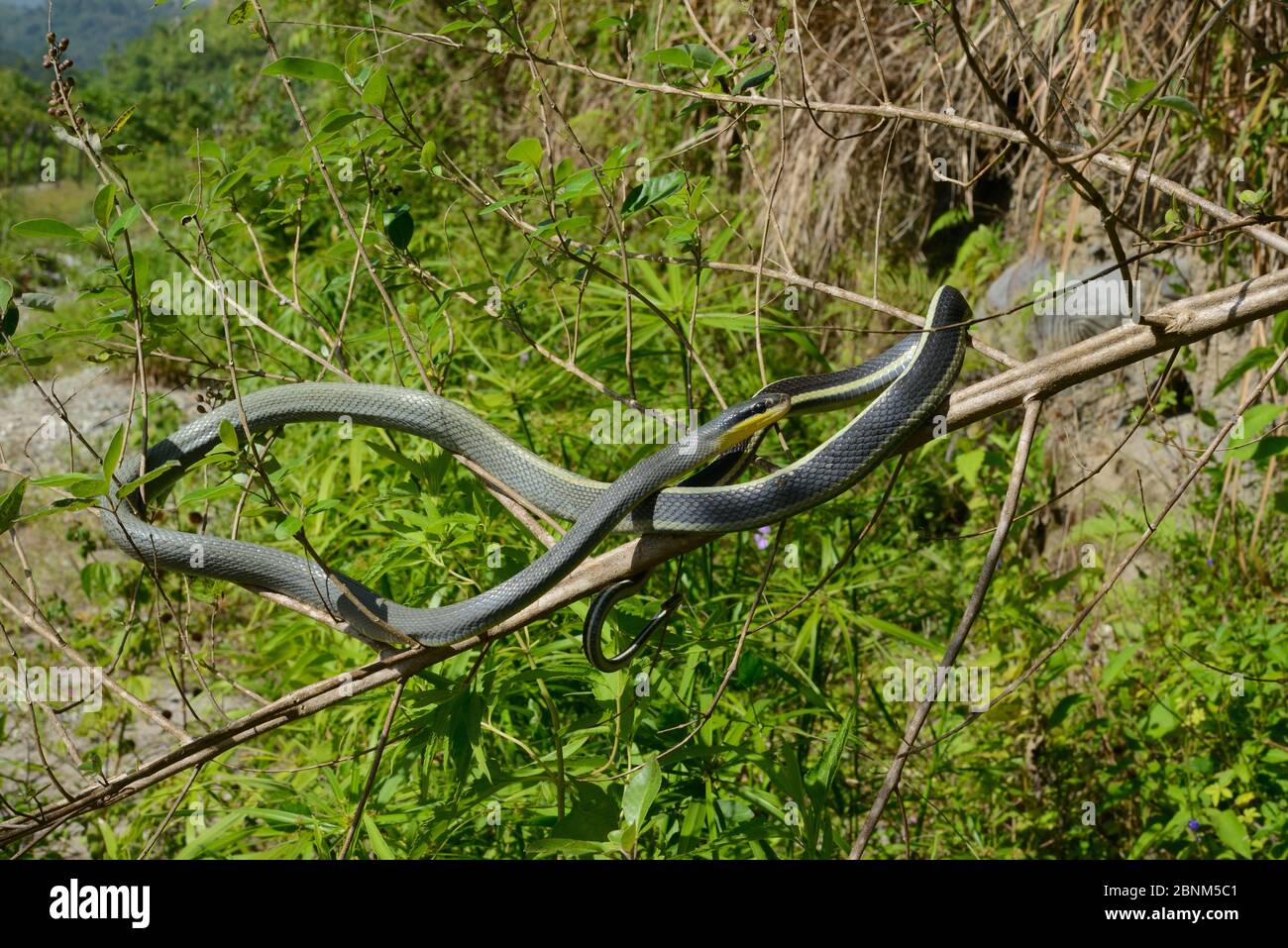 Orthriophis taeniurus grabowski hi-res stock photography and images - Alamy