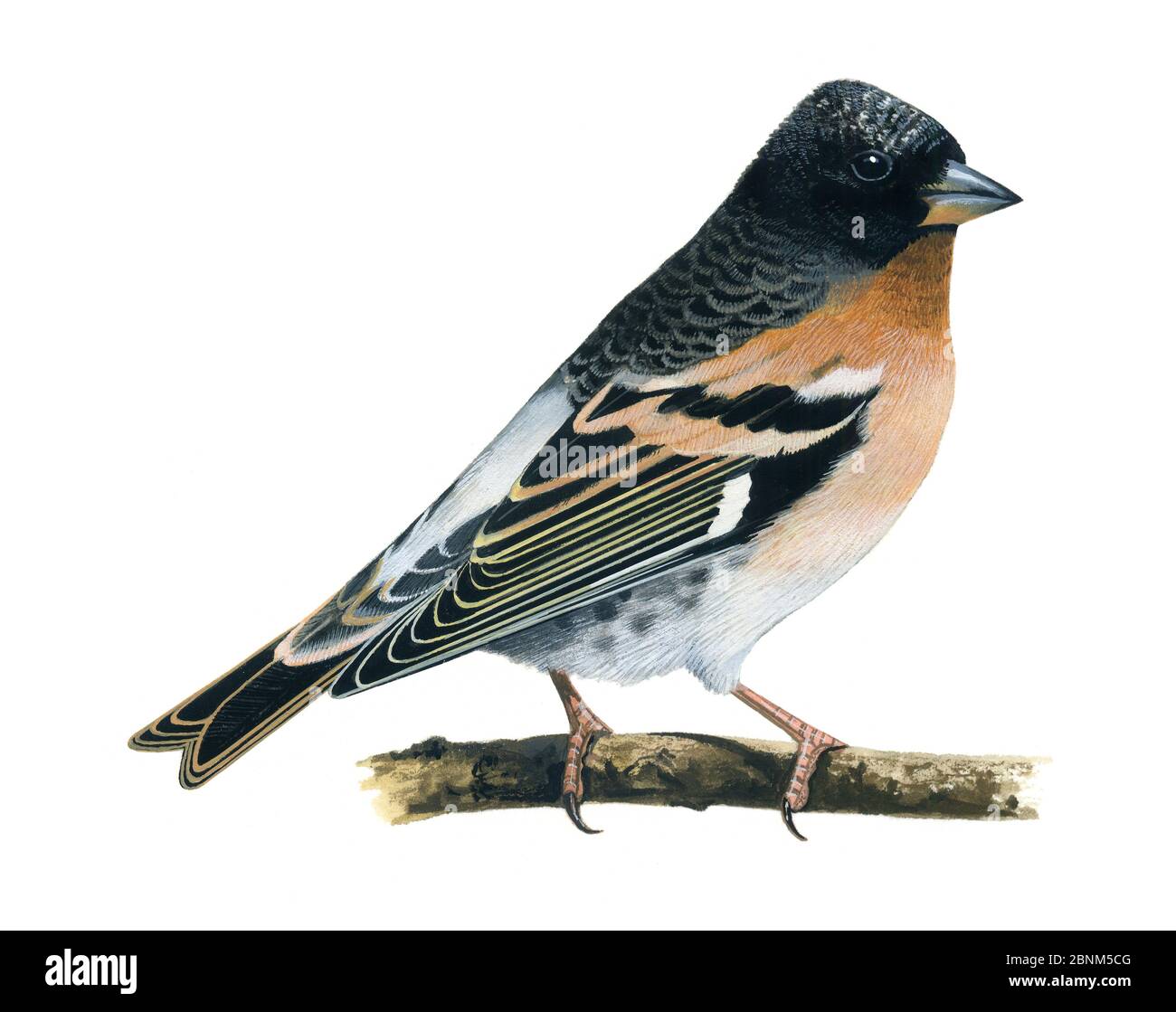 Brambling (Fringilla montifringilla) illustration Stock Photo - Alamy