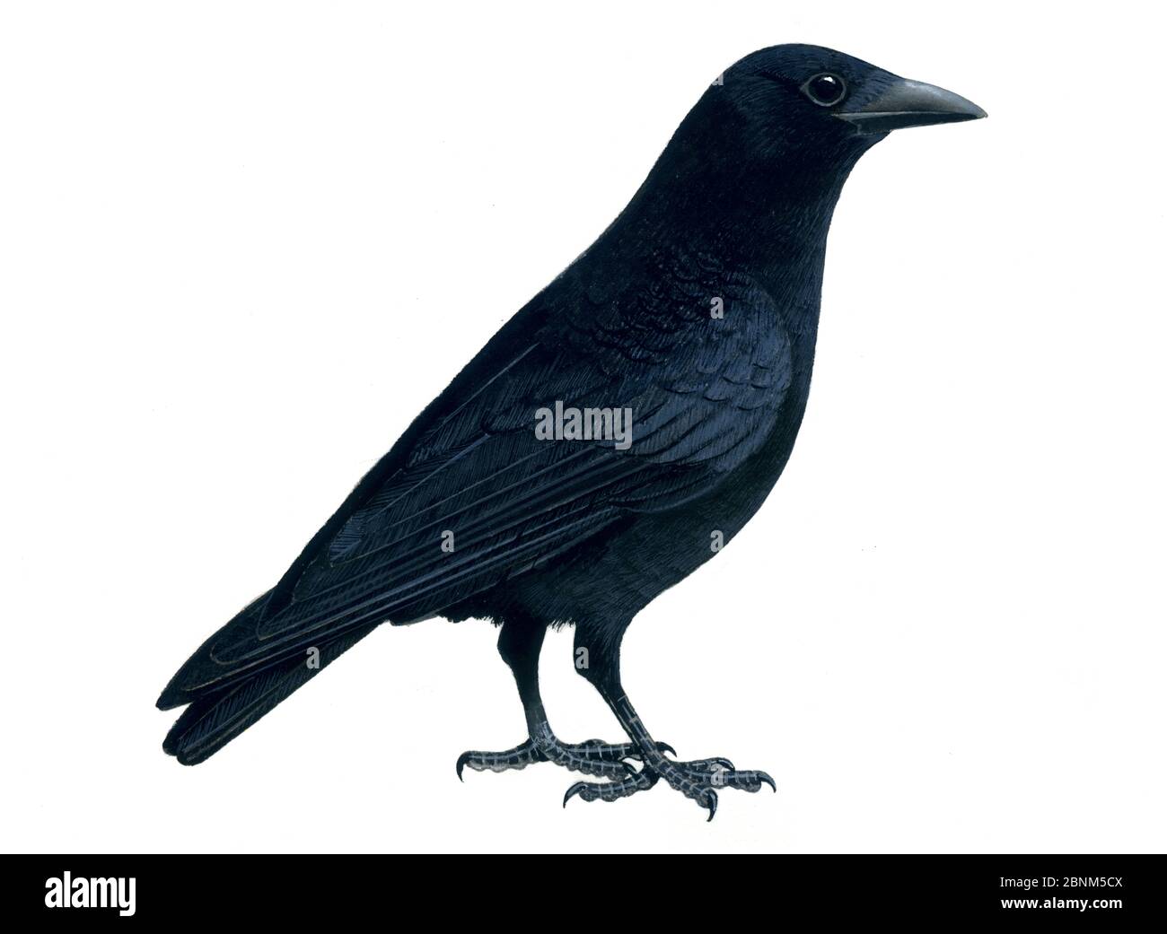 Carrion crow (Corvus corax) illustration Stock Photo - Alamy