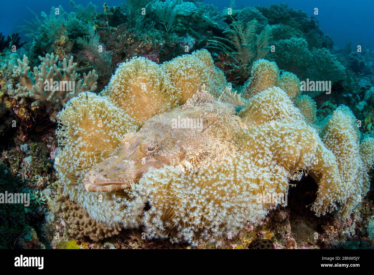 Saltwater crocodile hunting fish hi-res stock photography and images ...