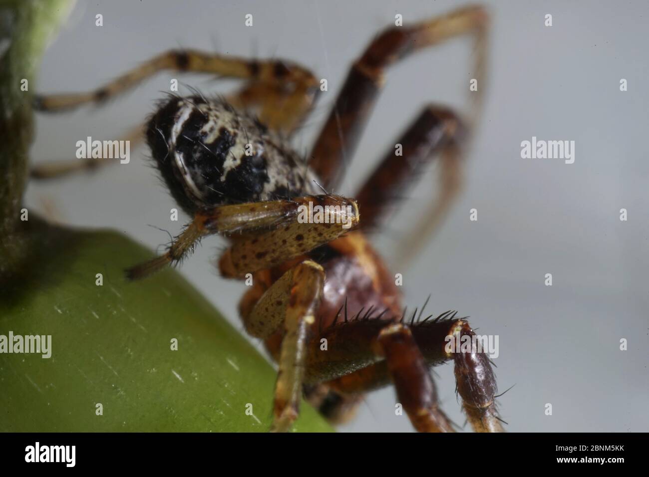 Super close up with face and eye details of male Xysticus lanio (Red ...