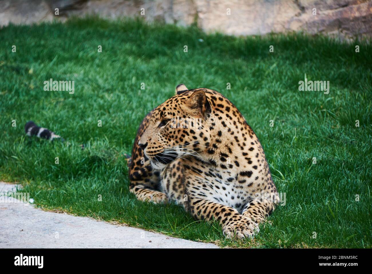 Majestic panther resting on a grass carpet. Looking for you with the ...