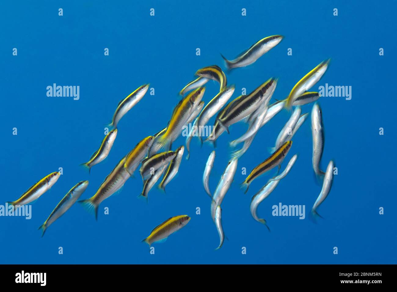 Thalassoma bifasciatum actinopterygii hi-res stock photography and ...