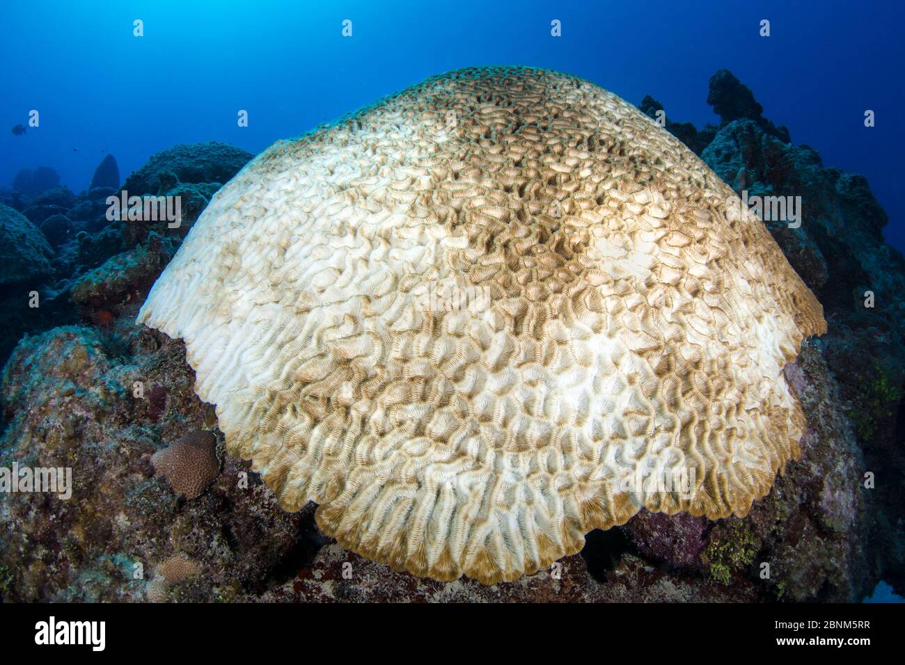 Boulder brain coral (Colpophyllia natans) bleached and growing on a ...