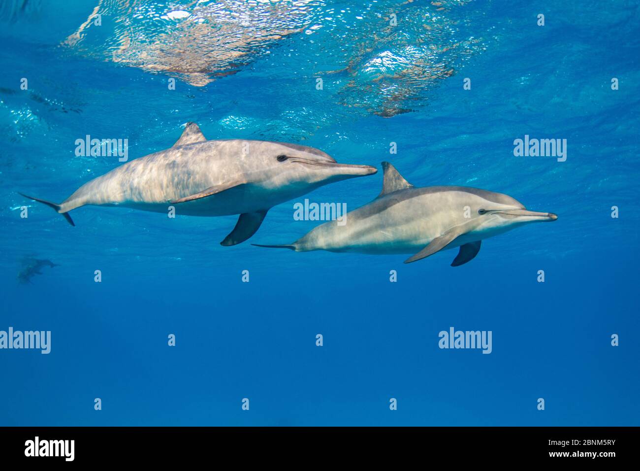 Spinner dolphins (Stenella longirostris) pair swimming just below ...